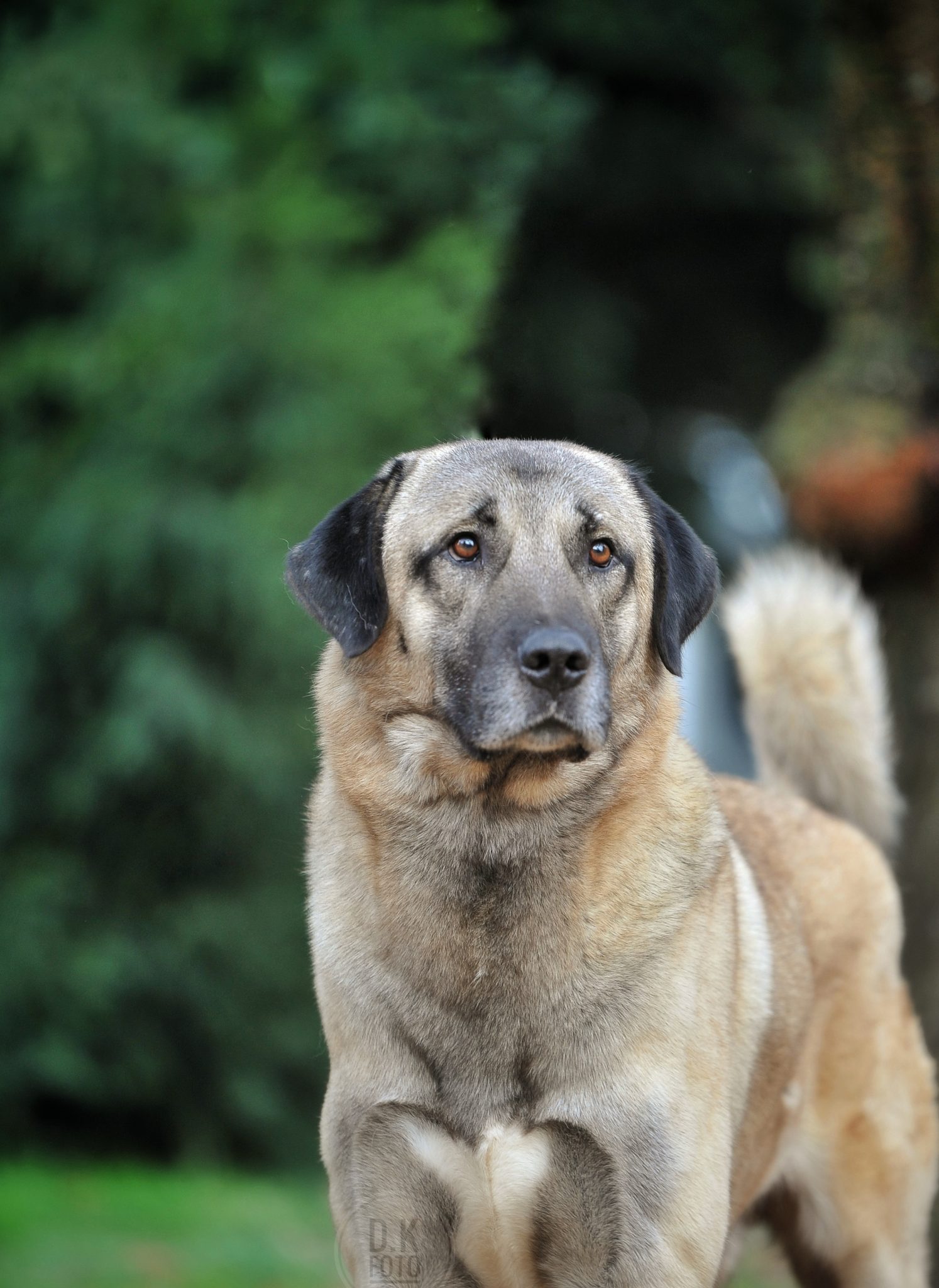 KANGAL - prva registrirana uzgajivačnica kangala u Hrvatskoj